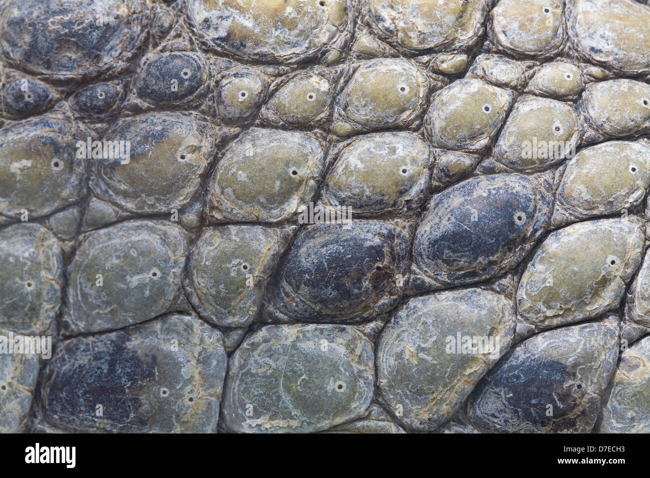 Crocodile skin texture hi-res stock photography and images - Alamy