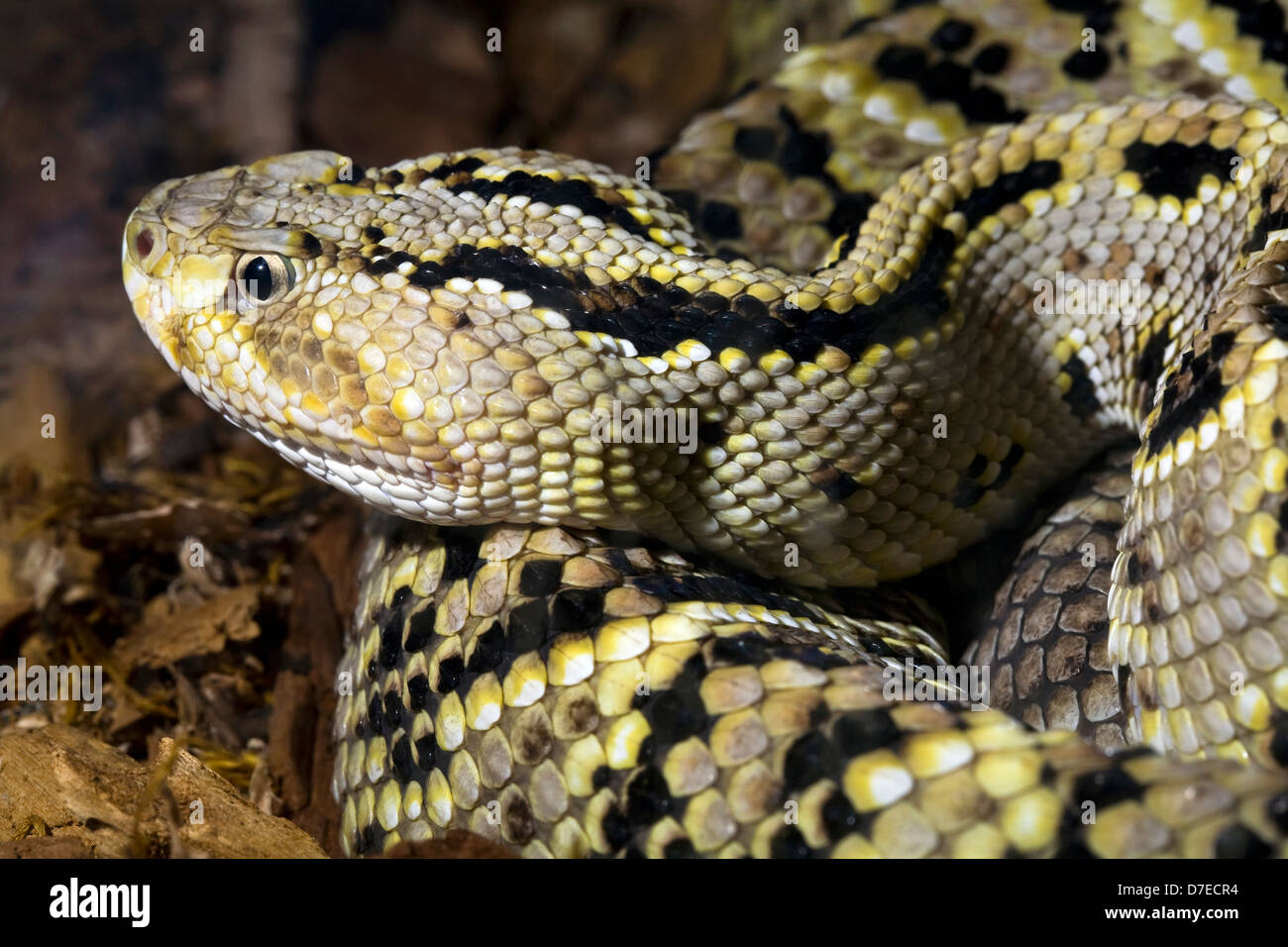 Close up rattlesnake hi-res stock photography and images - Alamy
