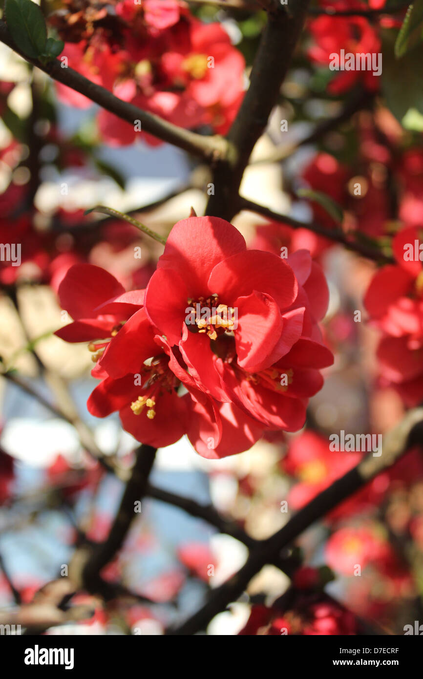 Japanese Quince Chaenomeles Japonica In High Resolution Stock ...