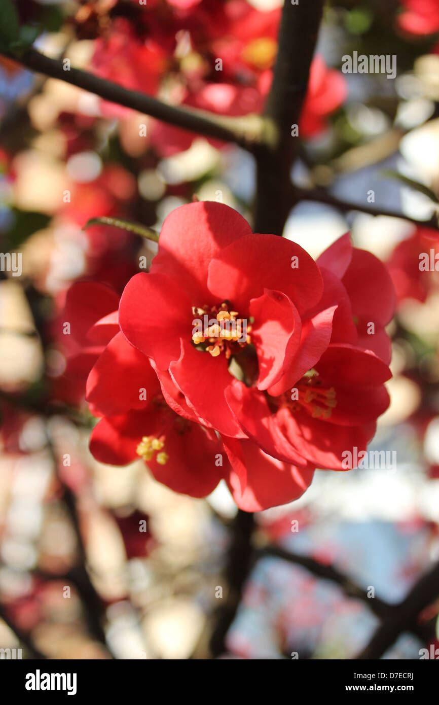Red flowering quince in Spring Stock Photo - Alamy