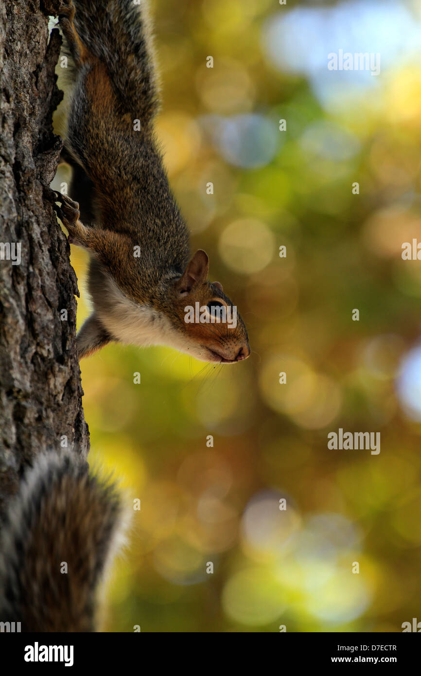 Grey squirrel climbing down tree hi-res stock photography and images ...
