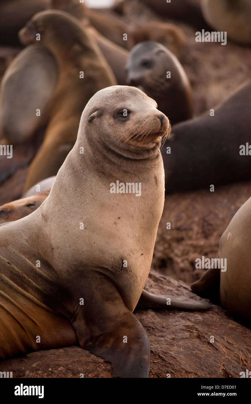 Harbor seals hi-res stock photography and images - Alamy