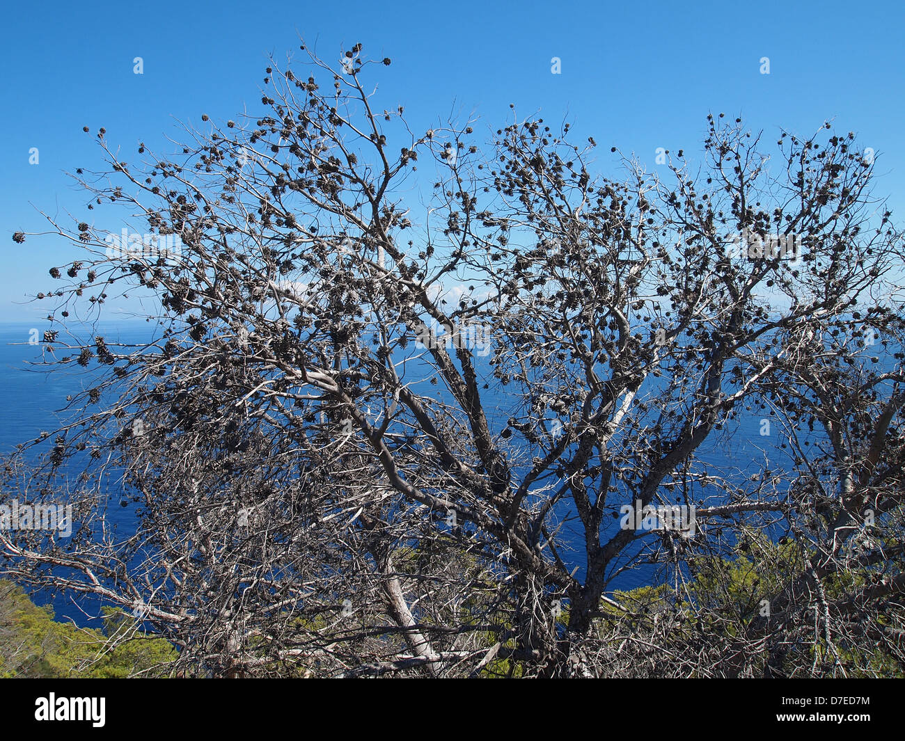 Many pine cones hi-res stock photography and images - Alamy