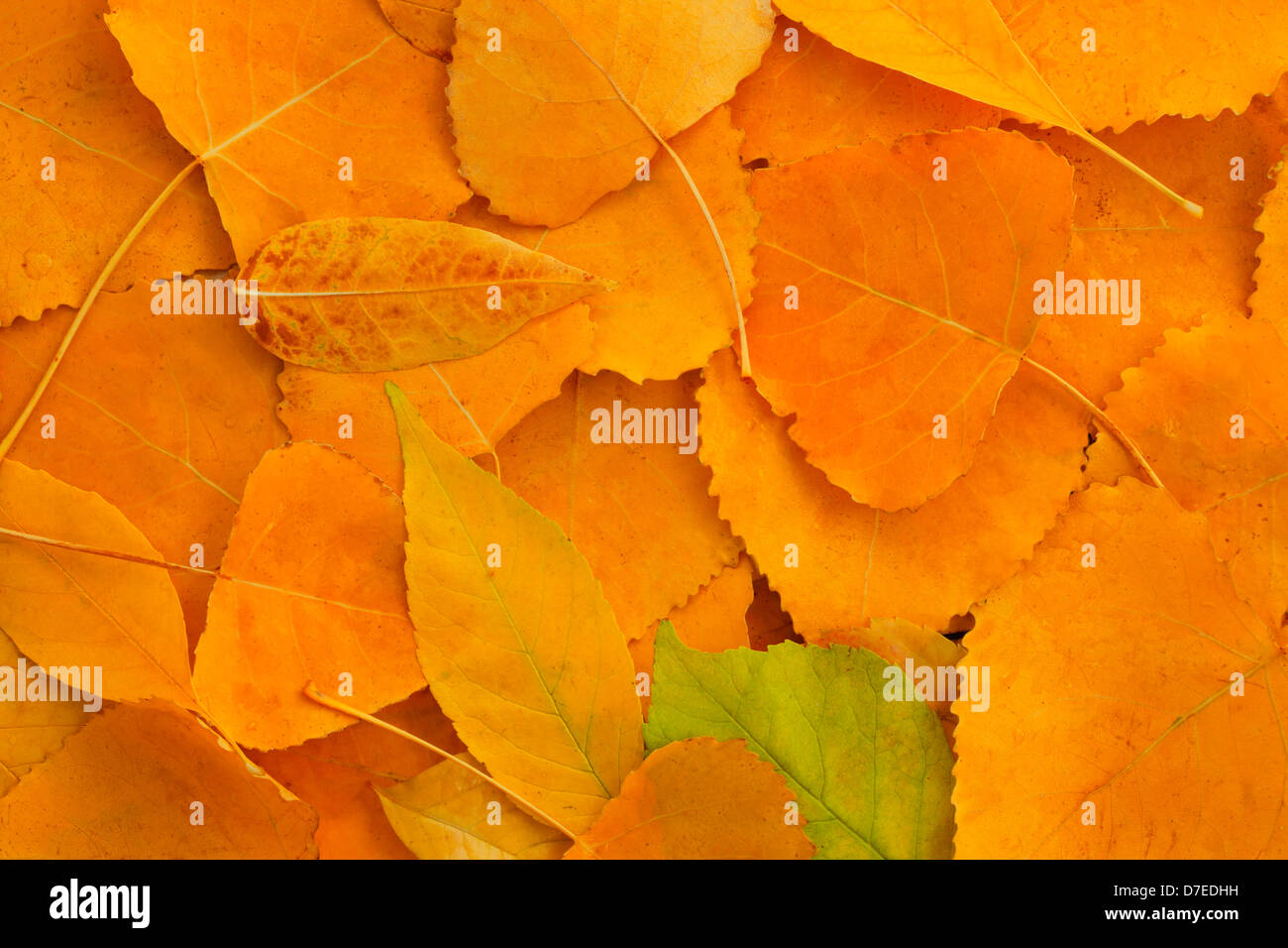 autumn yellow leaves background Stock Photo - Alamy