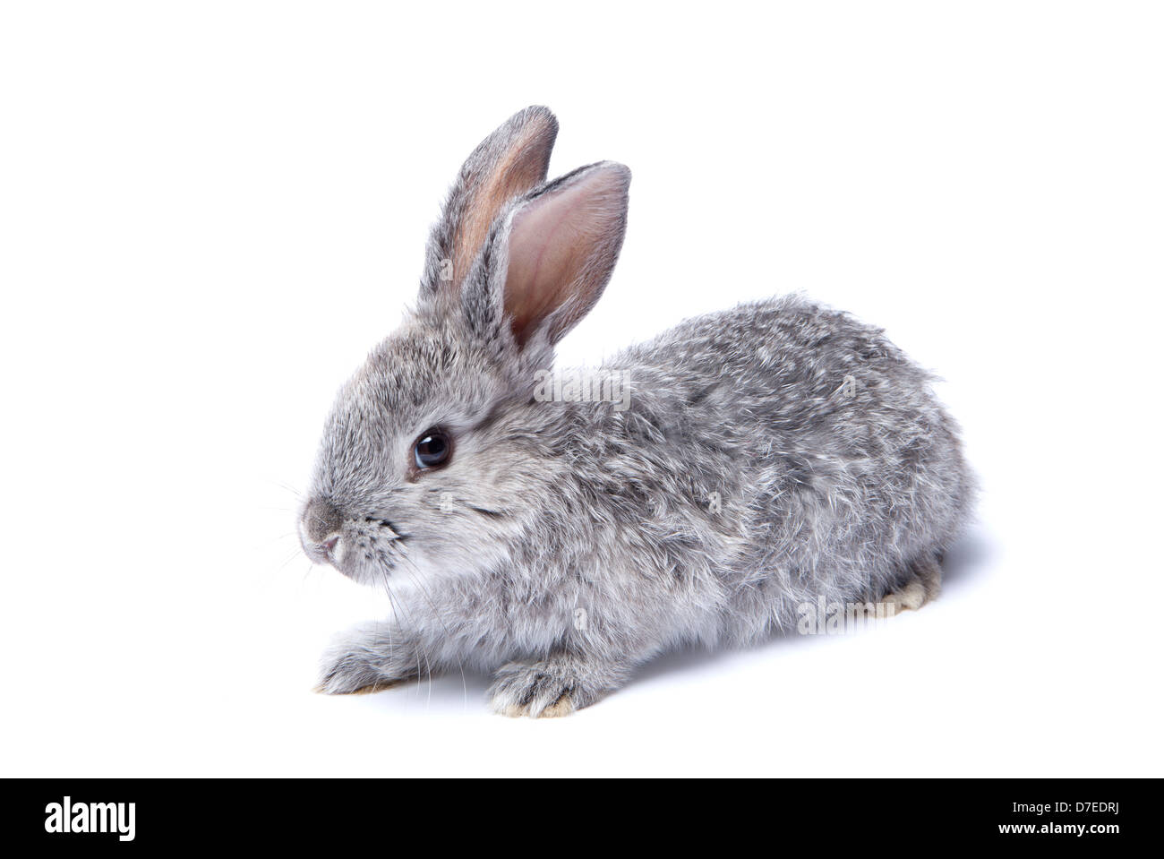 gray baby rabbit isolated on a white background Stock Photo - Alamy