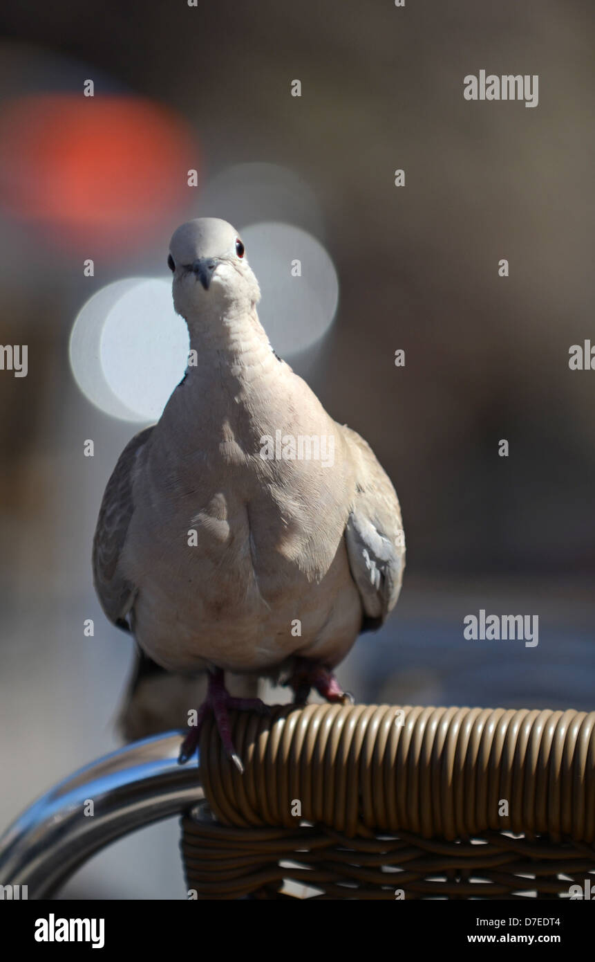 Pigeon in restaurant terrace, Puerto de la Cruz Stock Photo - Alamy