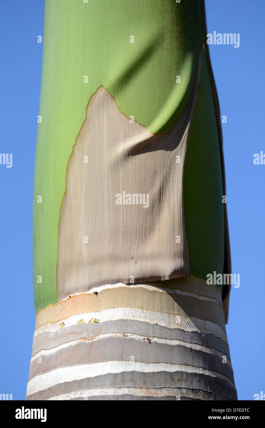Detail of Palm Tree log, Tenerife, Canary Islands, Spain Stock Photo ...