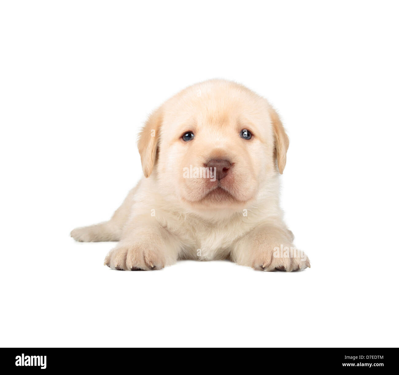 Yellow Labrador Retriever Puppy (4 week old, isolated on white ...