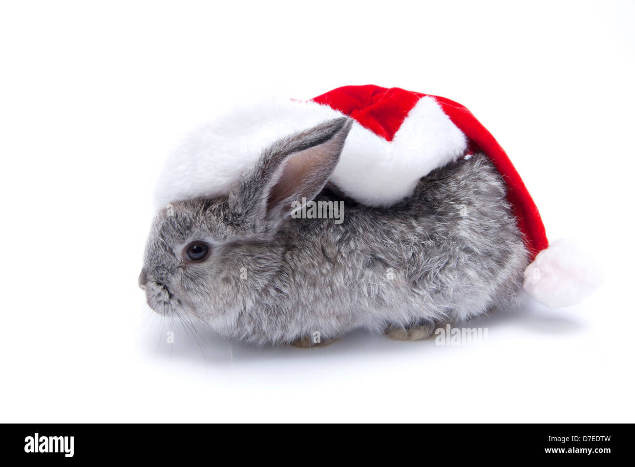 Big white rabbit hi-res stock photography and images - Alamy