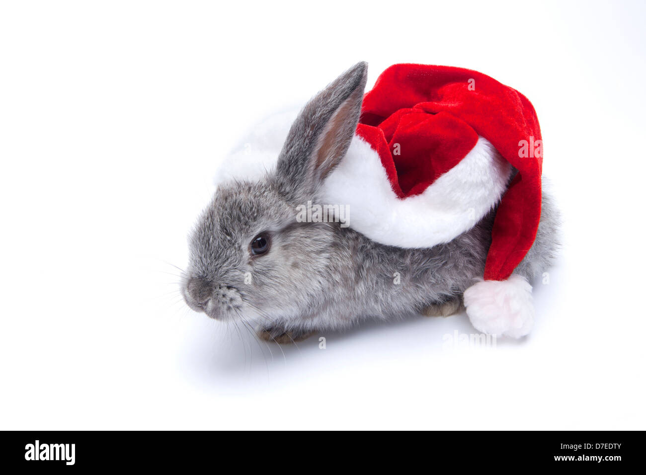 Baby gray rabbit with big Santa hat on white background Stock Photo - Alamy
