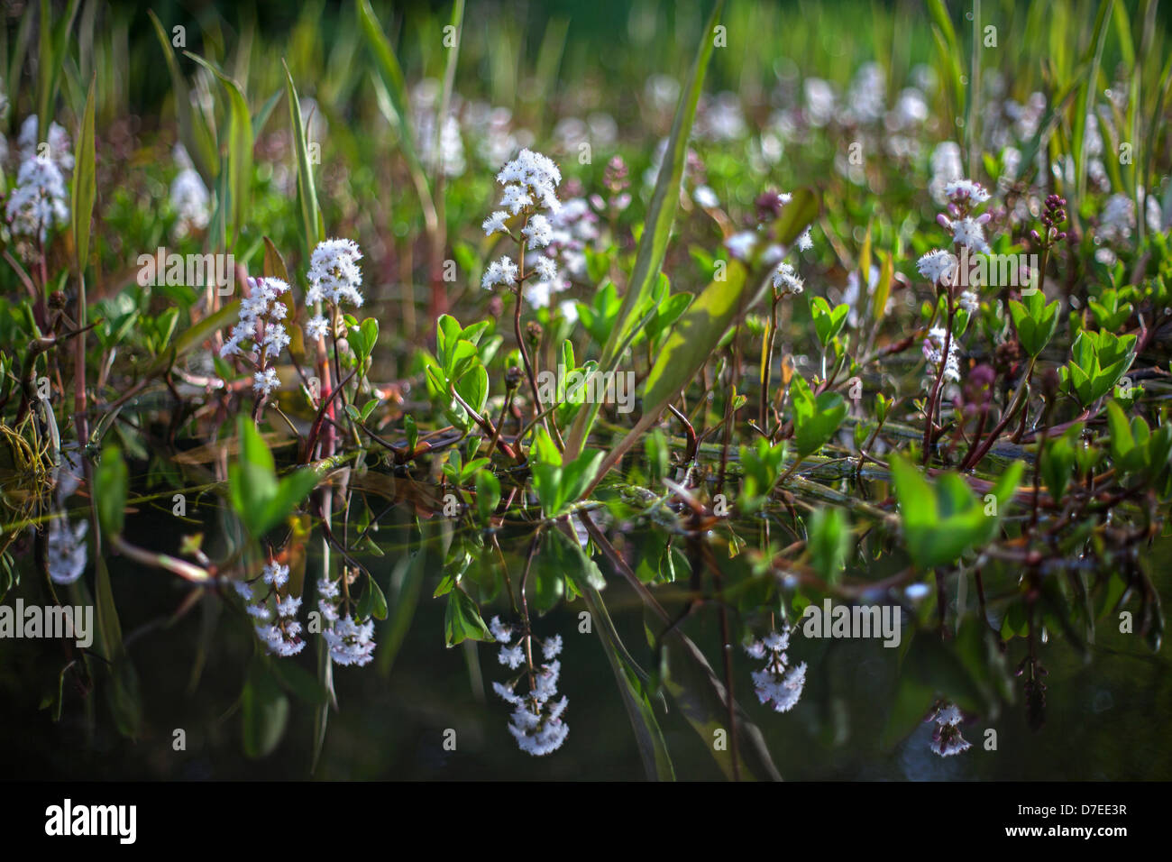 Bog Bean in small pond at Wandlebury country park, Cambridge, UK Stock ...