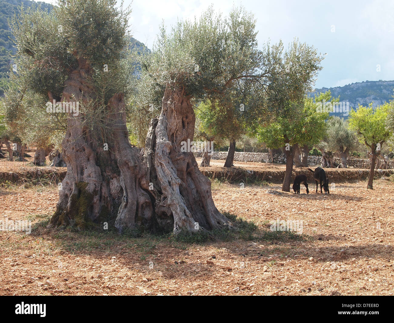 An aged olive tree Stock Photo - Alamy