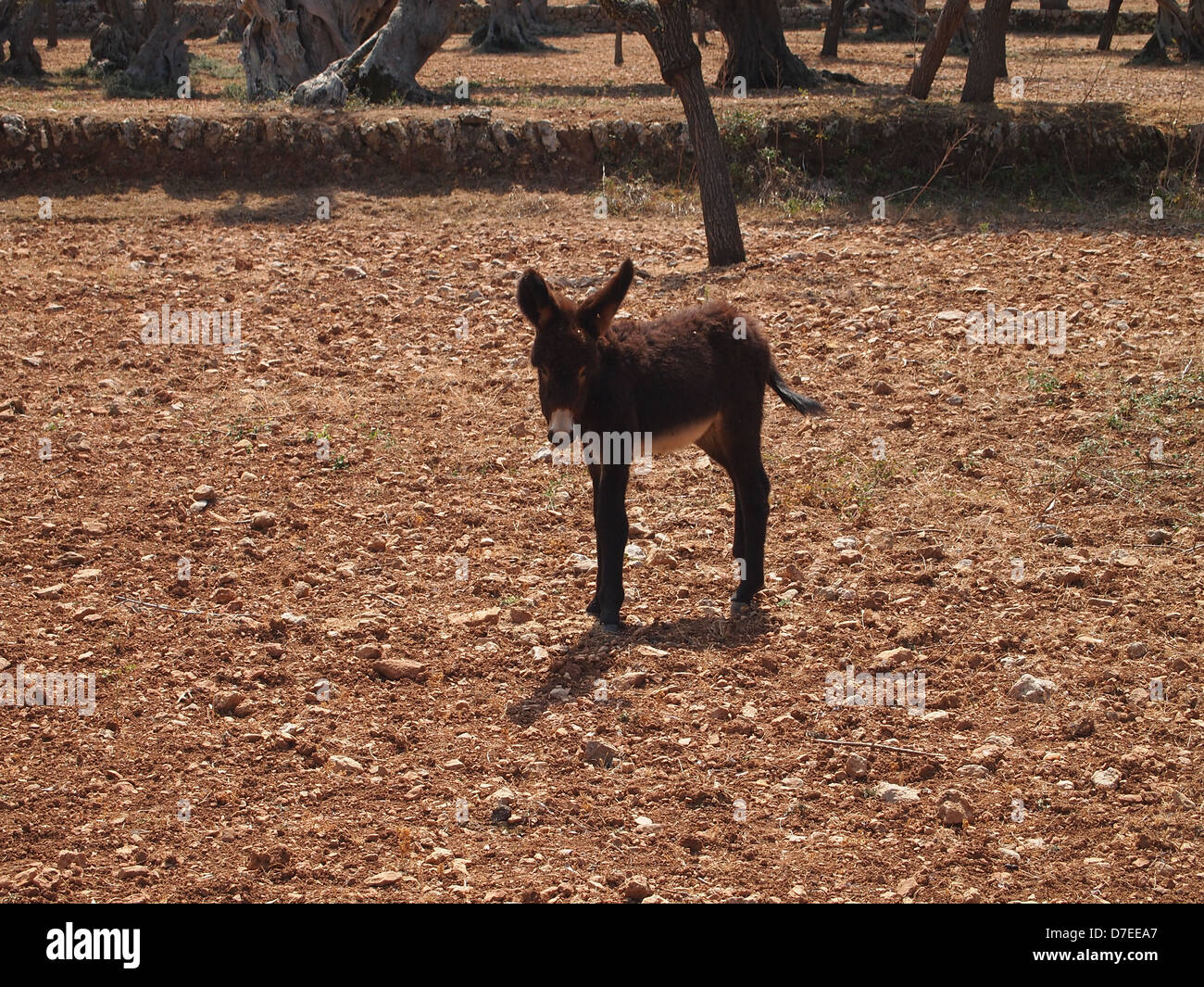 A cute donkey offspring Stock Photo - Alamy