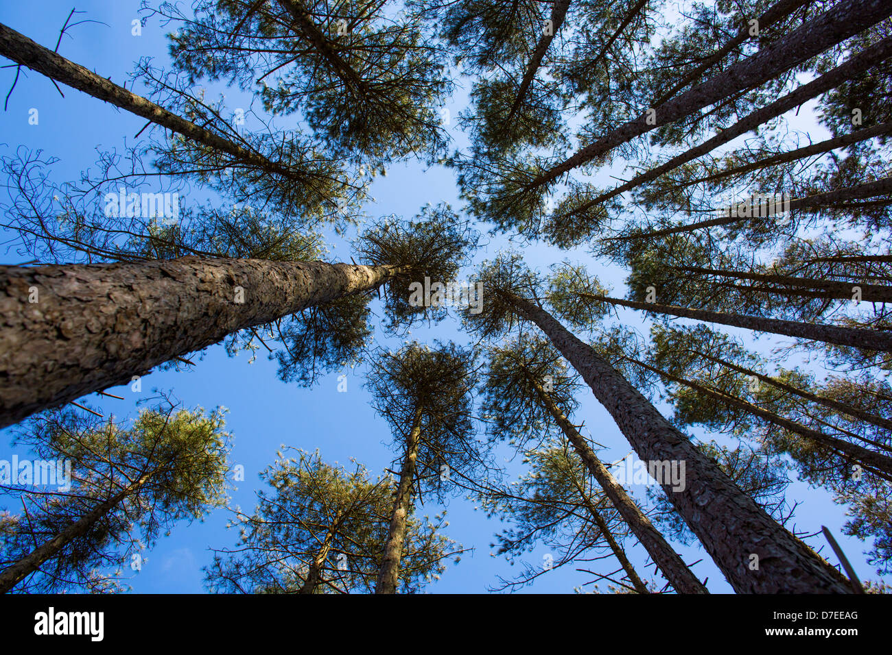 Tall pine tree shallow hi-res stock photography and images - Alamy