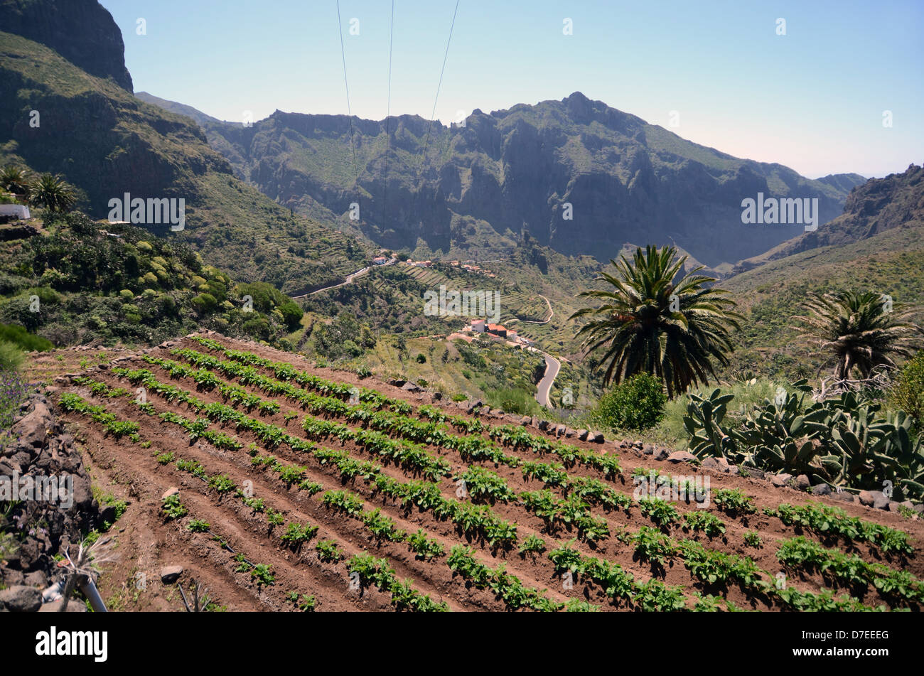 Masca Valley (Valle de Masca), Tenerife, Canary Islands Stock Photo - Alamy