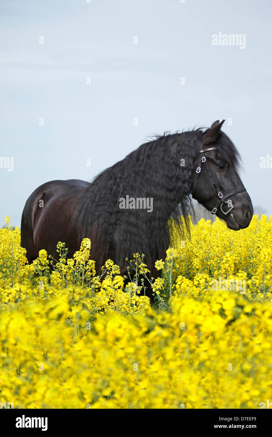 Frisian horse portrait Stock Photo - Alamy
