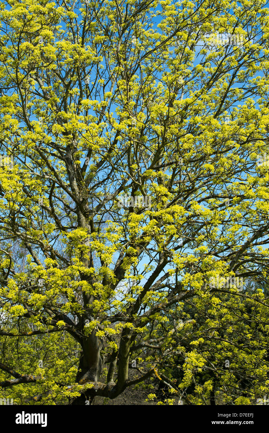 Acer Platanoides palmatifidum flowers. Norway Maple tree. UK Stock ...