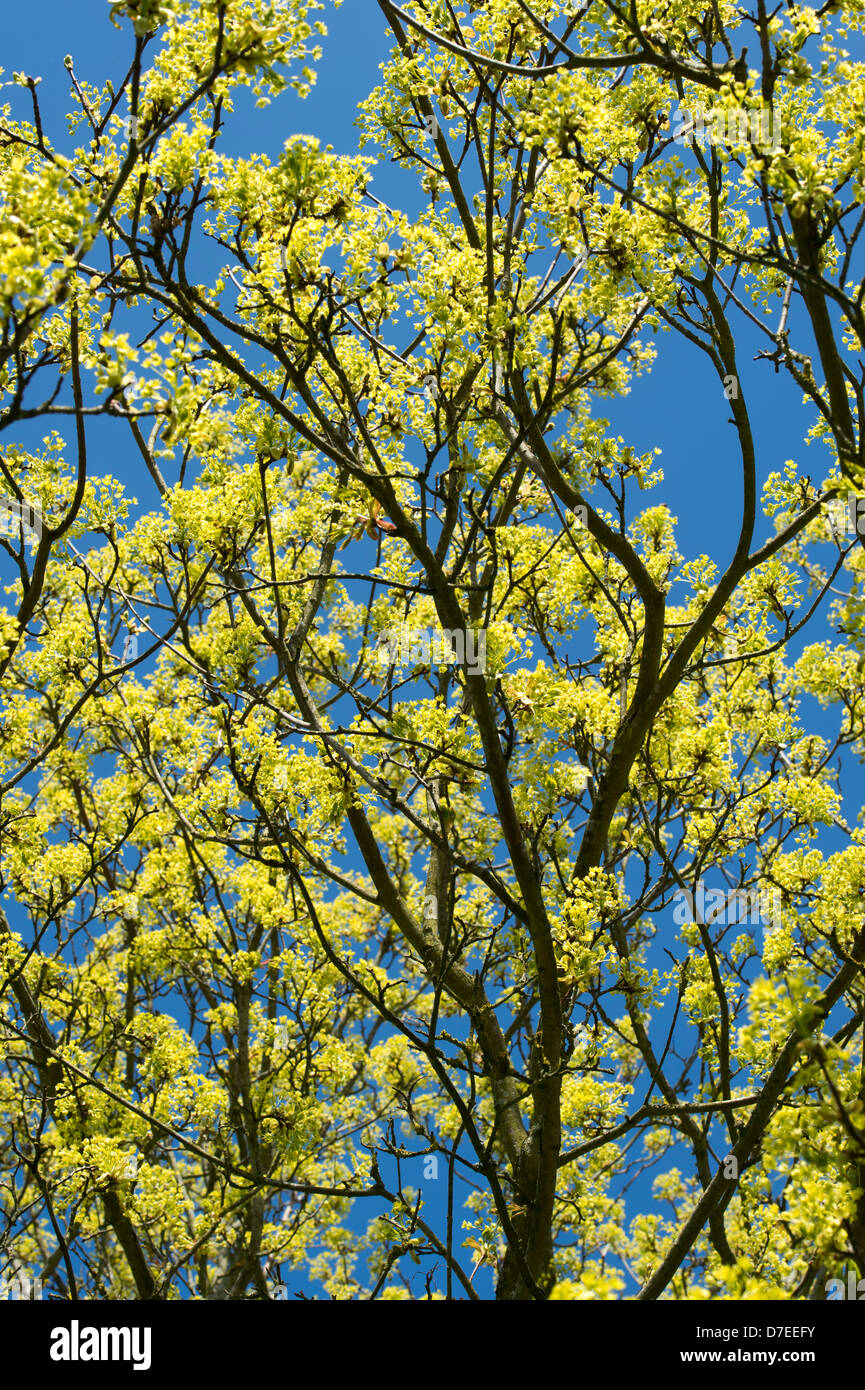 Acer Platanoides palmatifidum flowers. Norway Maple tree. UK Stock ...