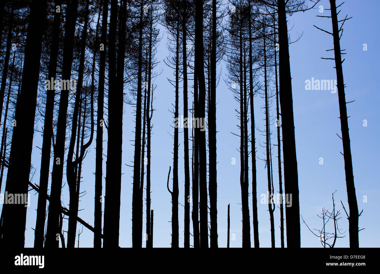 Pembrey country park walking hi-res stock photography and images - Alamy