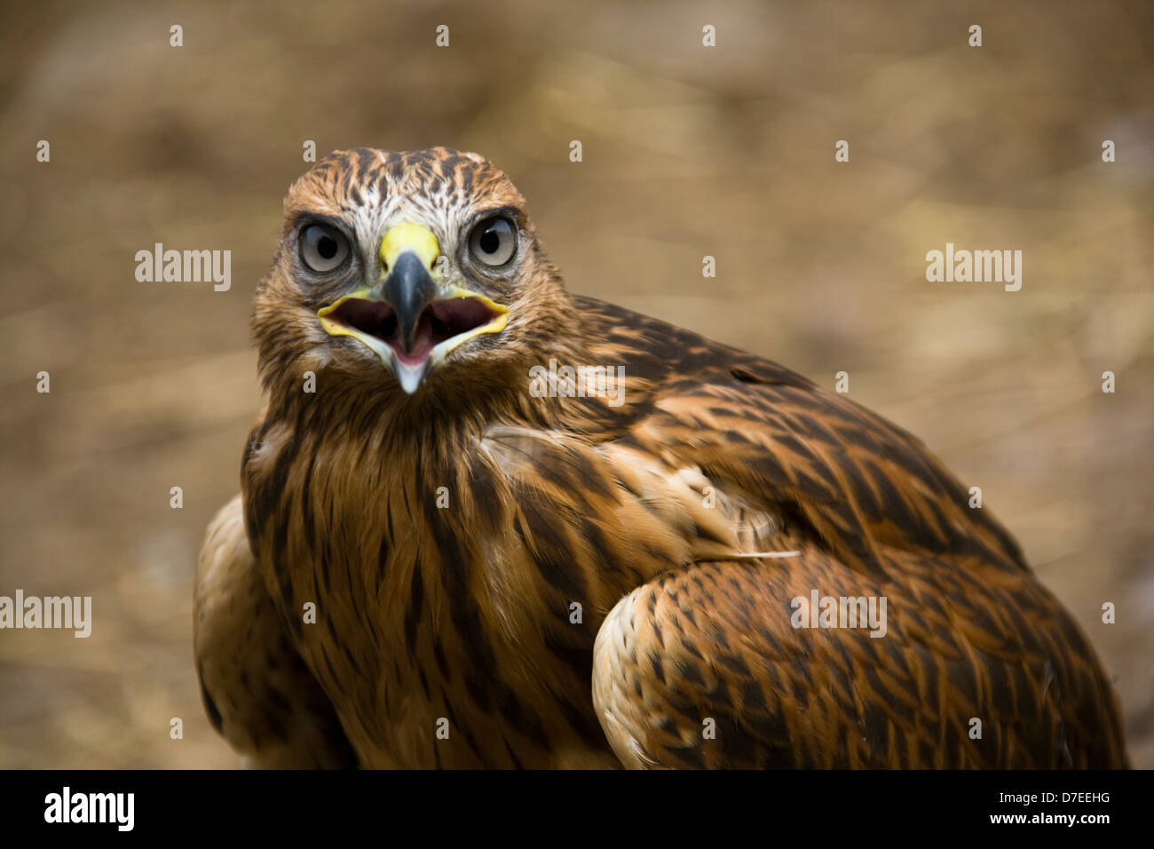Brown and white hawk hi-res stock photography and images - Alamy