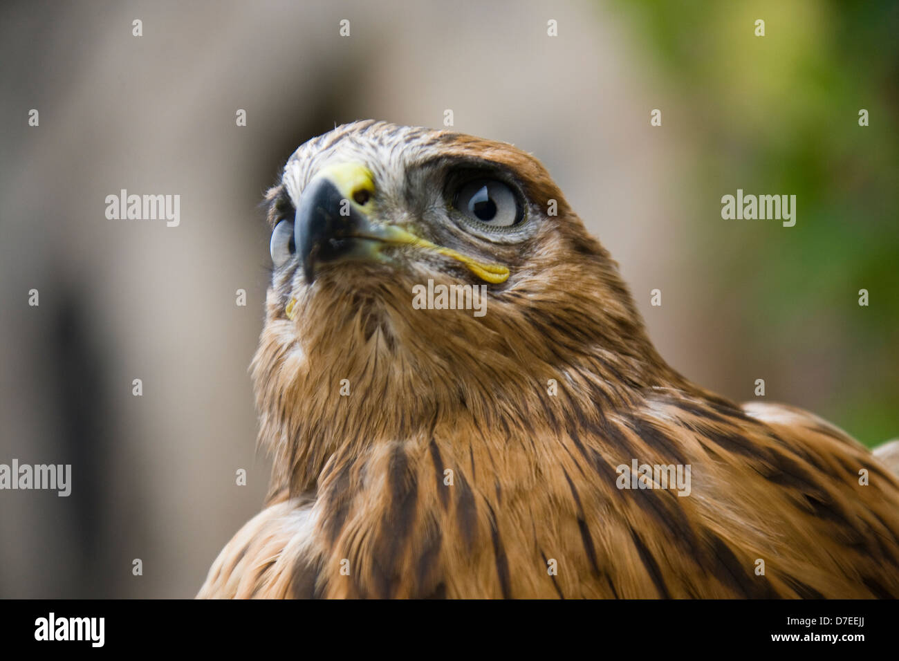 close up of hawk Stock Photo - Alamy