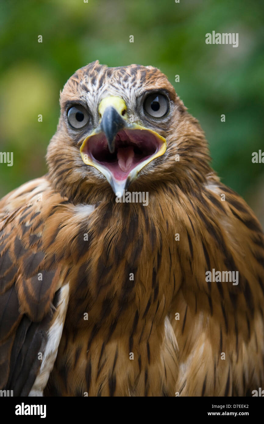Hawk beak open hi-res stock photography and images - Alamy