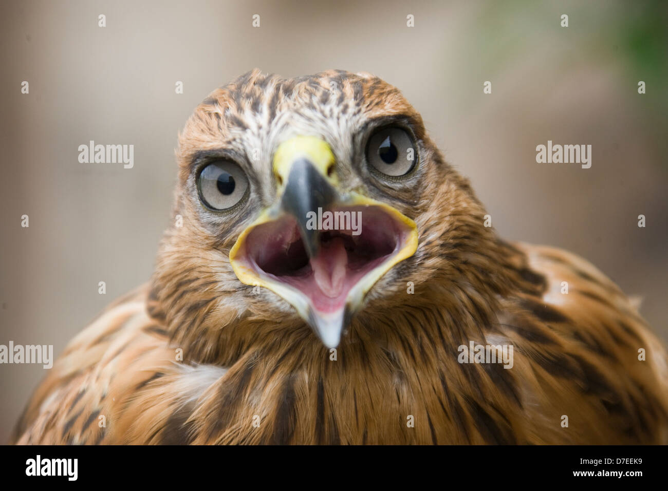 close up of hawk Stock Photo - Alamy