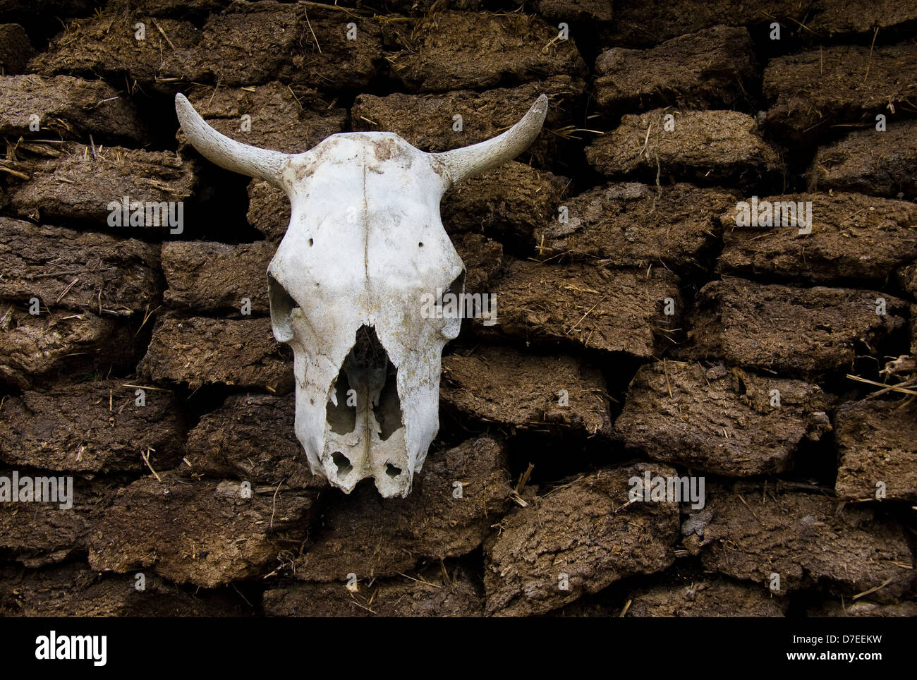 cow skull on the dried manure bricks Stock Photo - Alamy