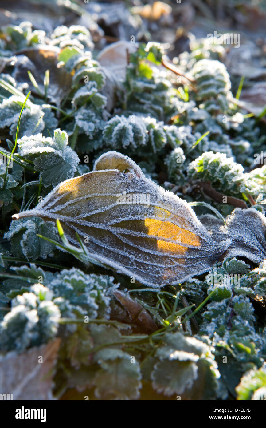 Frosted autumn leaves hi-res stock photography and images - Alamy