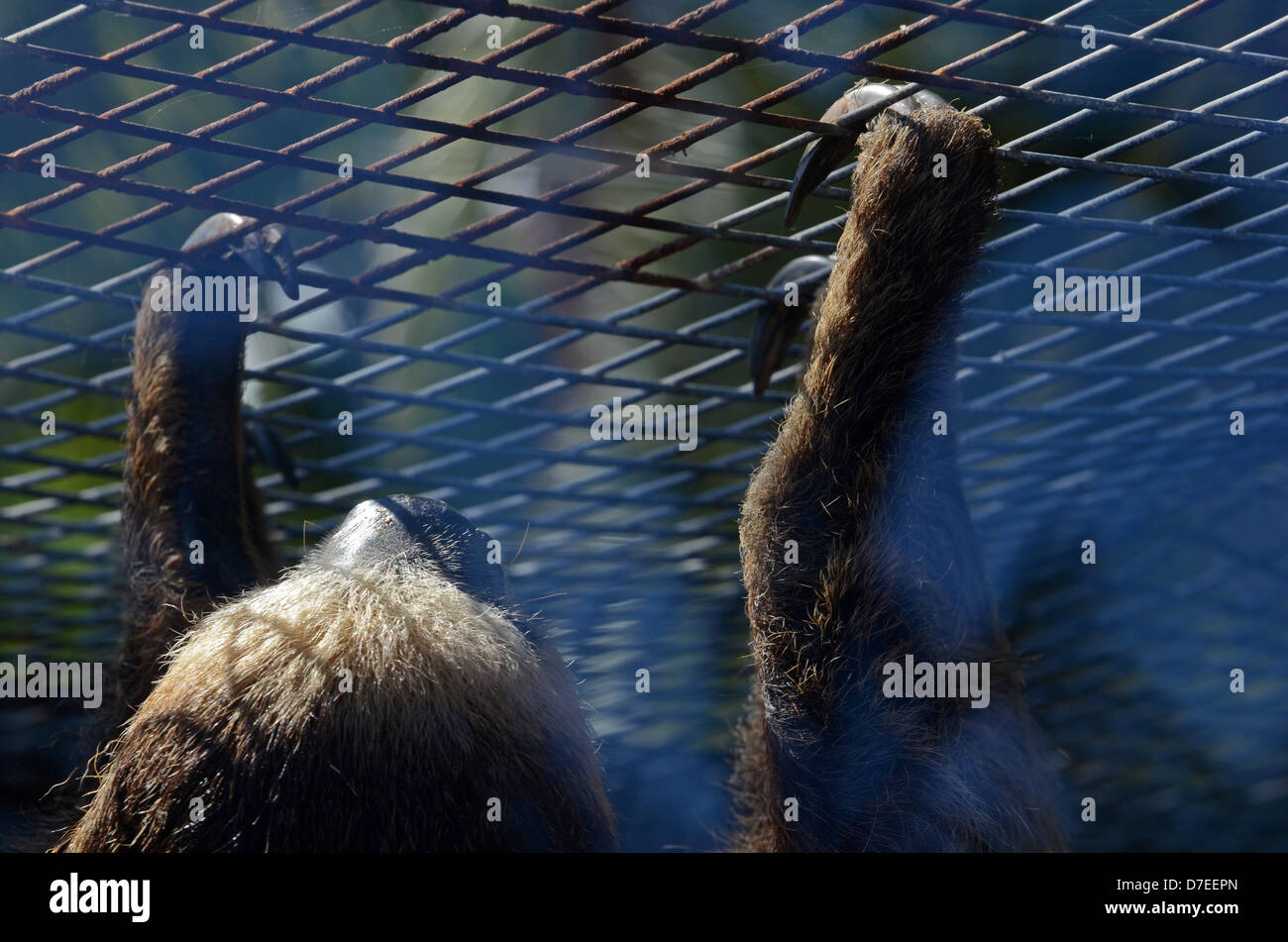 Captive sloth in cage Stock Photo - Alamy