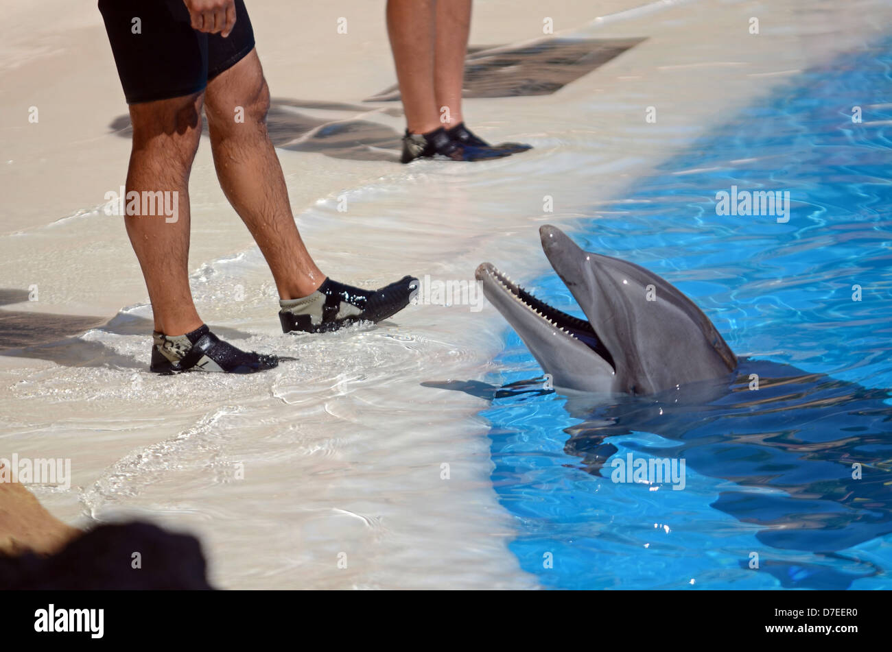 Dolphin show at Loro Parque, popular theme park in Puerto de la Cruz ...
