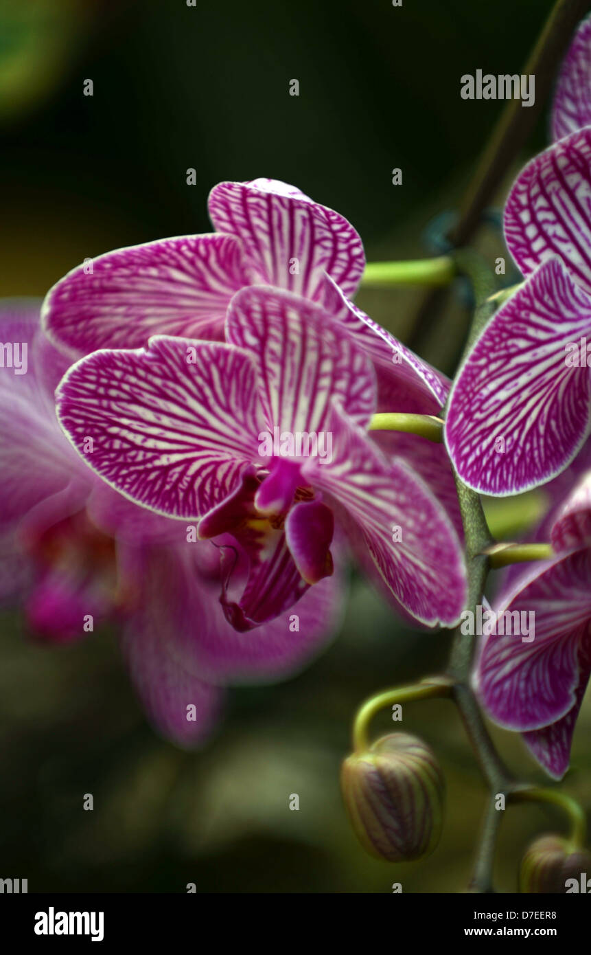 Spanish orchids hi-res stock photography and images - Alamy