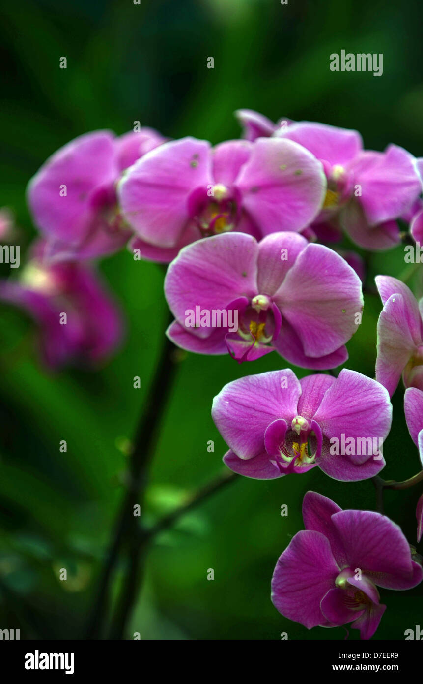 Colorful orchids in garden Stock Photo - Alamy