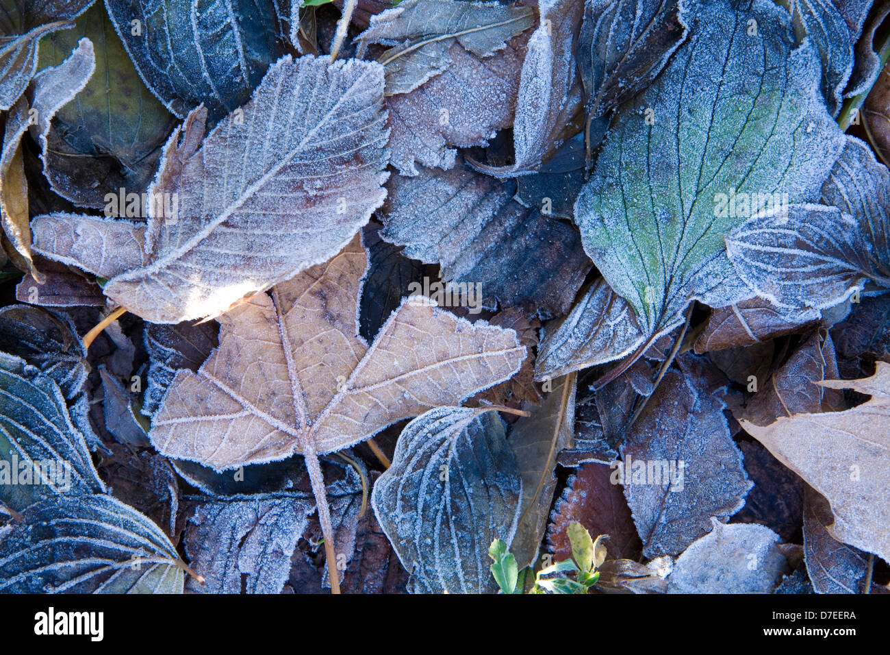 Frosted autumn leaves hi-res stock photography and images - Alamy