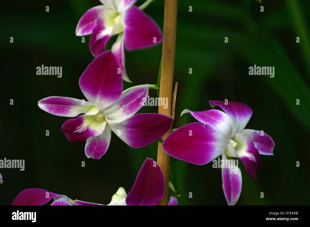 Spanish orchids hi-res stock photography and images - Alamy