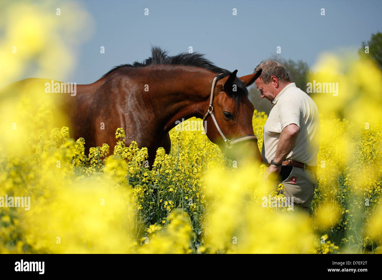 man and warmblood Stock Photo - Alamy