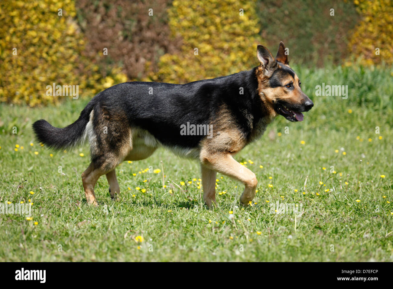 walking German Shepherd Stock Photo - Alamy