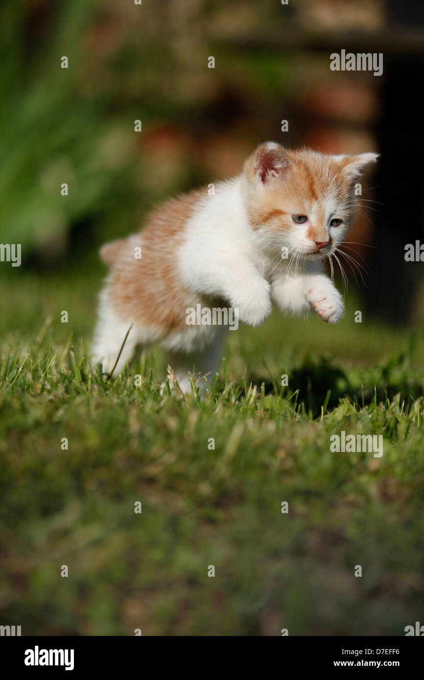 Kitten jumping grass hi-res stock photography and images - Alamy