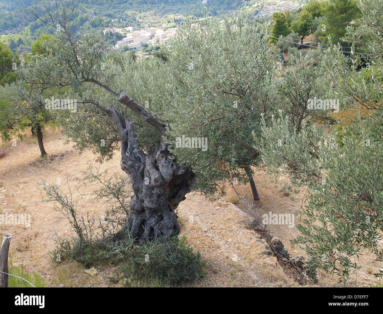 An old gnarled olive tree on Majorca island Stock Photo - Alamy
