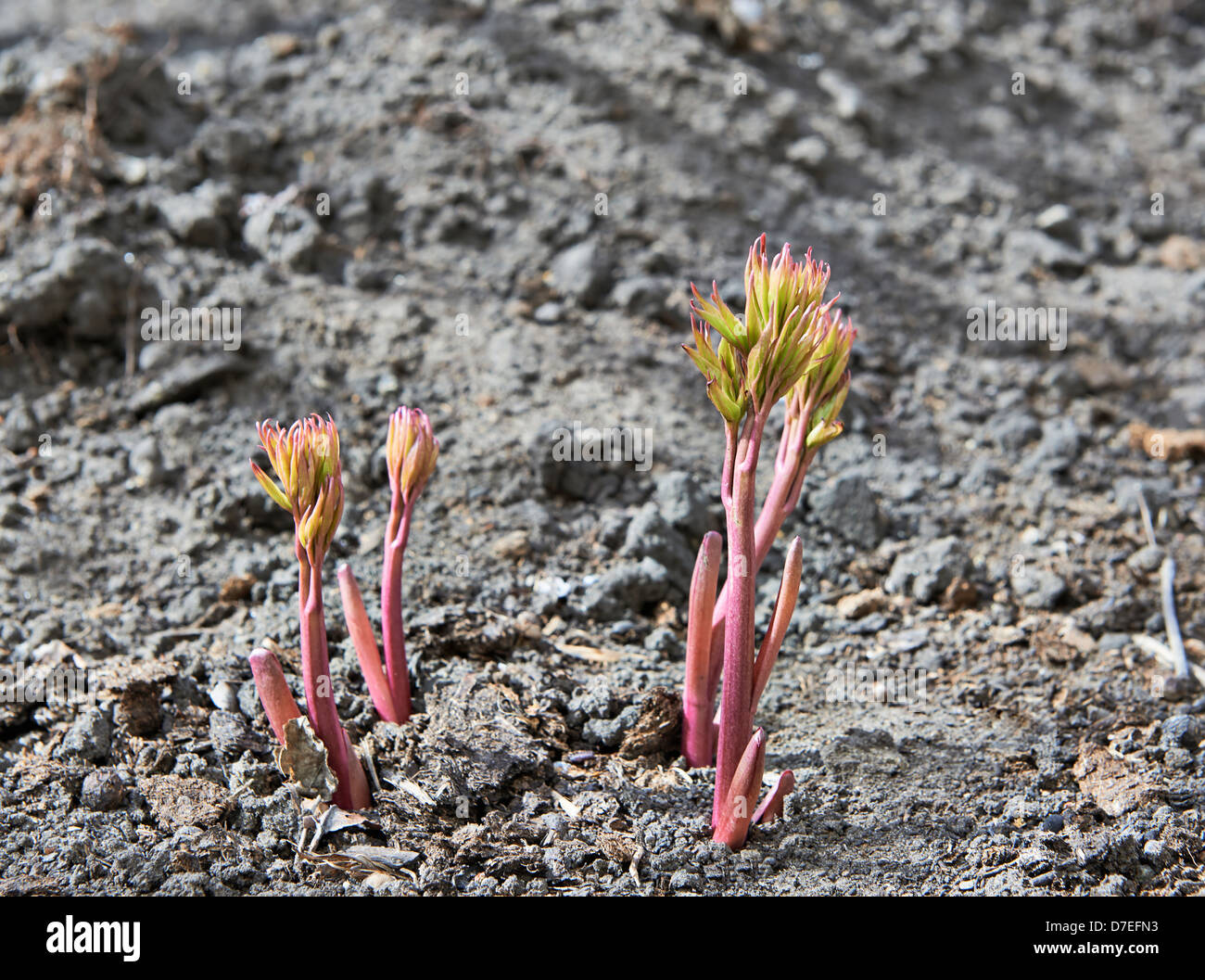 Call of Spring Stock Photo - Alamy