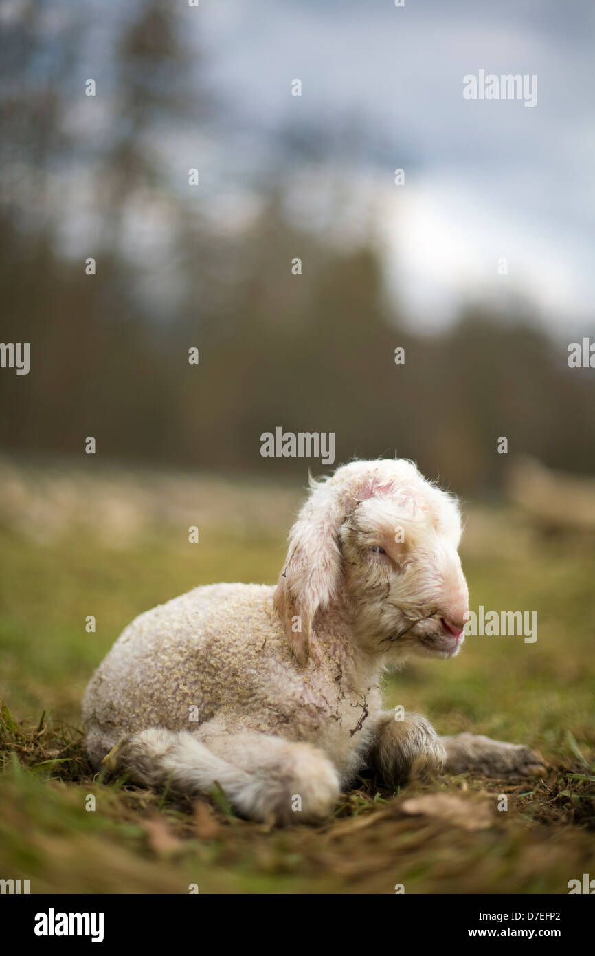 Wet sheep hi-res stock photography and images - Alamy