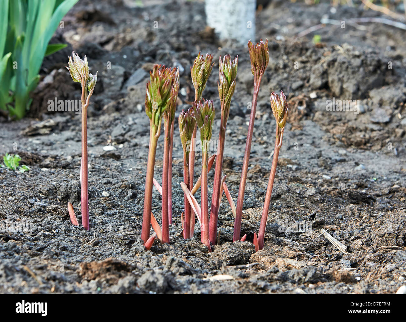 Evolution plants hi-res stock photography and images - Alamy