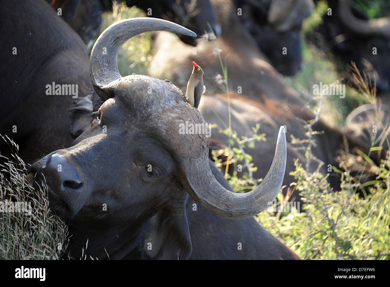 Buffalo In The Bush High Resolution Stock Photography and Images - Alamy