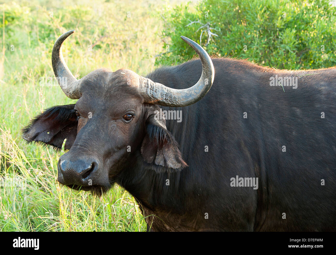 Buffalo in the bush in Thanda Game Reserve, South Africa Stock Photo ...
