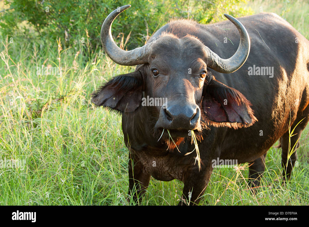 Buffalo in the bush in Thanda Game Reserve, South Africa Stock Photo ...