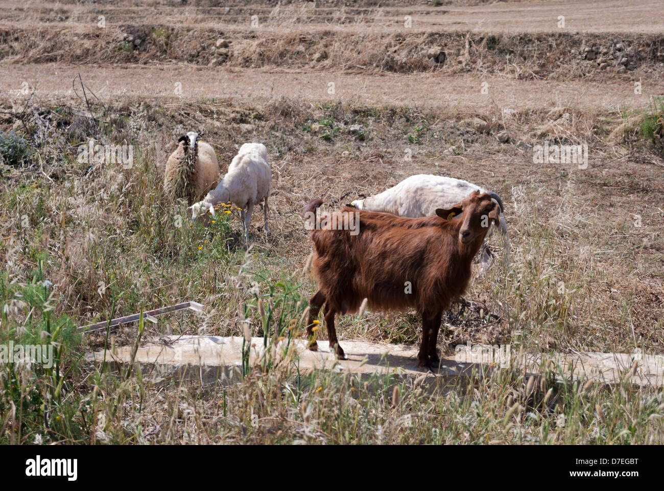Goats in a field Stock Photo - Alamy