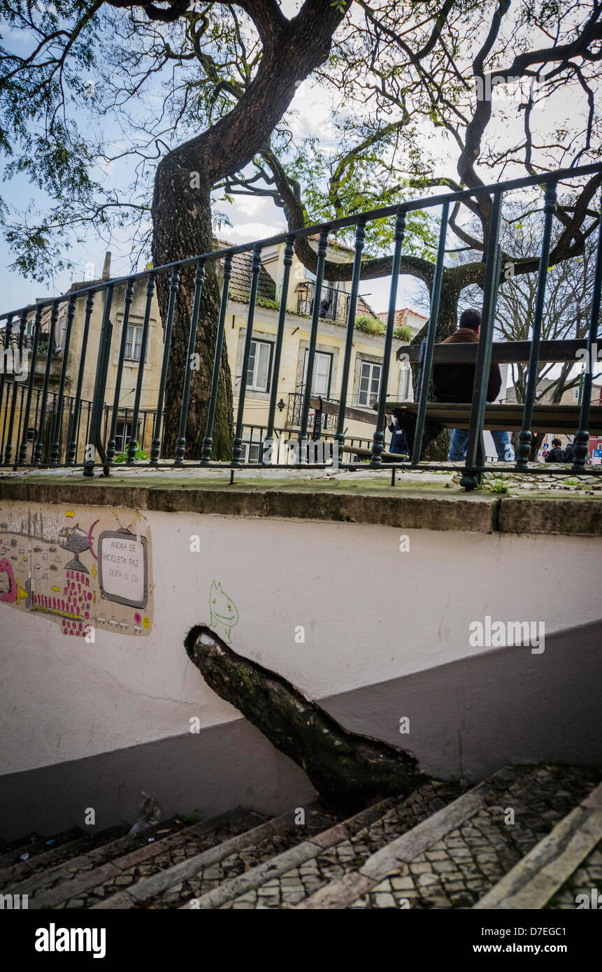 Wall built around tree hi-res stock photography and images - Alamy