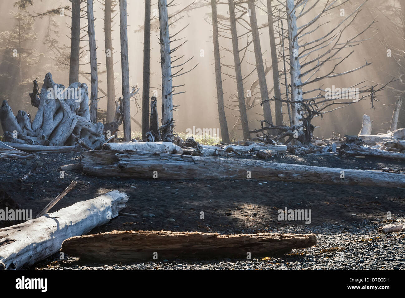 Fog beams hi-res stock photography and images - Alamy