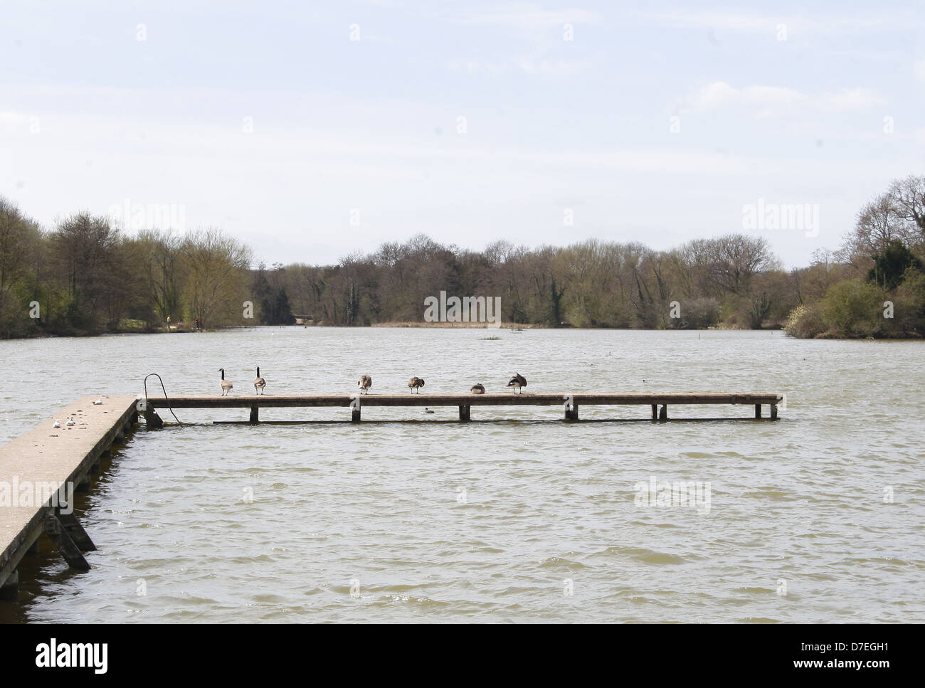 pier on Langold Lake, Langold, Notts, England, UK Stock Photo - Alamy