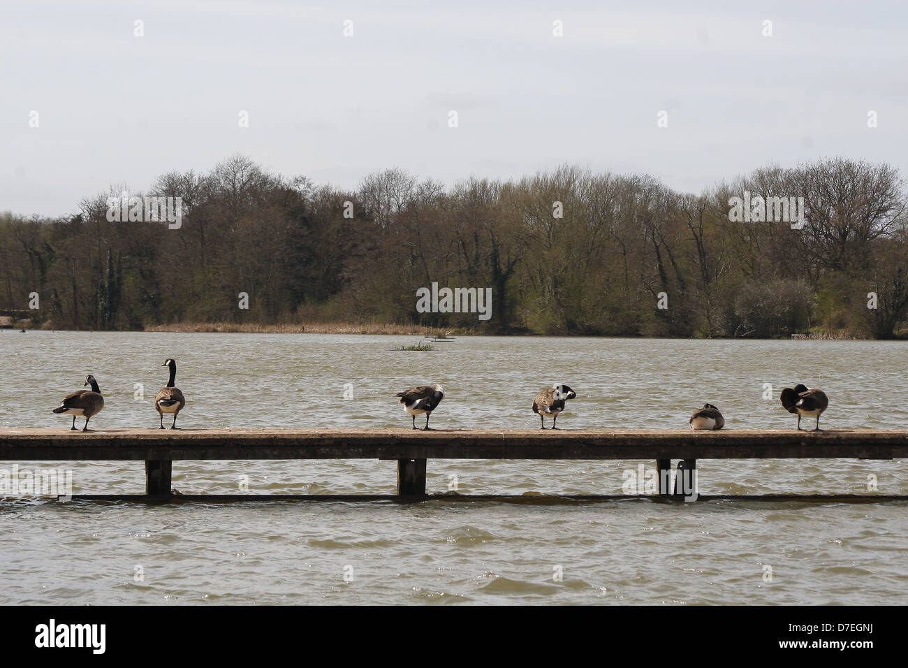 Langold country park hi-res stock photography and images - Alamy